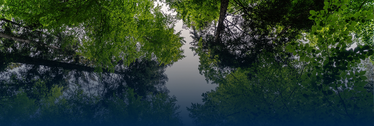 Capital natural - Responsabilidade Ambiental | Gerdau Website